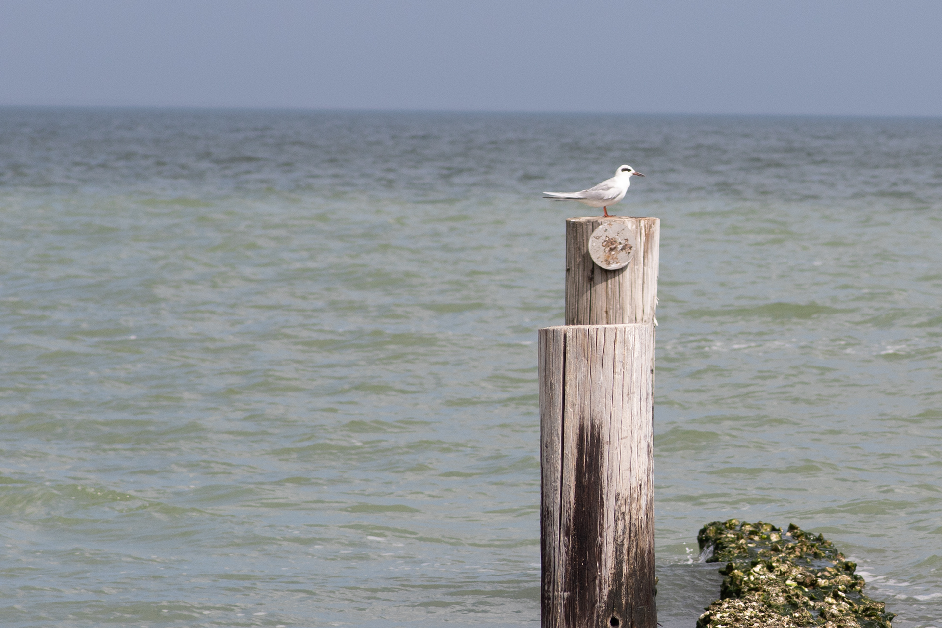 Old Piling Perch After a Storm | crushemedia